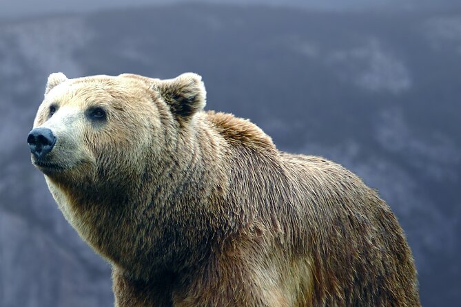 Bears Sanctuary, Draculas Castle, Brasov Day Trip Private Tour From Bucharest - Inclusions