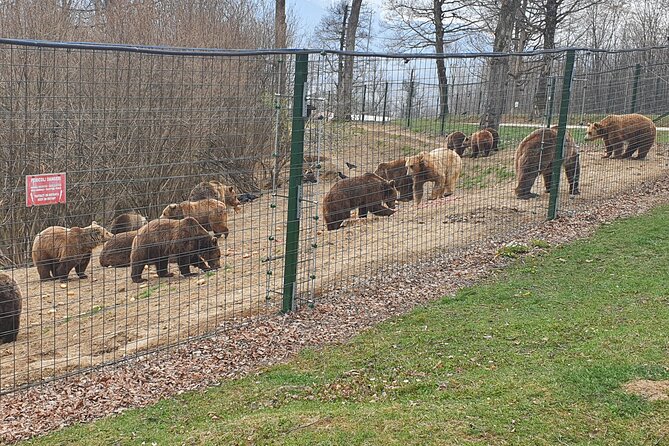 Bears Sanctuary, Draculas Castle, Brasov Day Trip Private Tour From Bucharest - Pickup Information