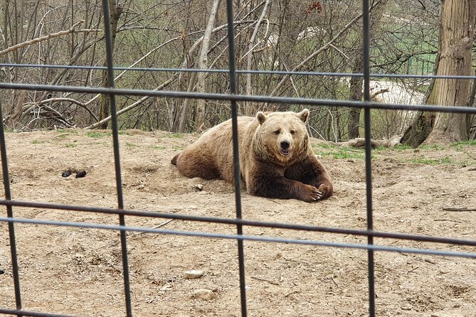 Bears Sanctuary, Draculas Castle, Brasov Day Trip Private Tour From Bucharest - Customer Reviews