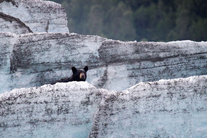 Bears, Trains & Icebergs Tour - Inclusions and Logistics