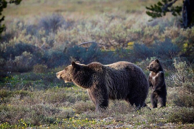Beartooth Highway Private Half Day Tour - The Guide and Wildlife Spotting: Why It Matters