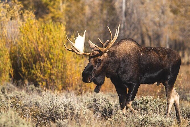 Beartooth Highway Private Half Day Tour - The Quality of the Views and the Experience