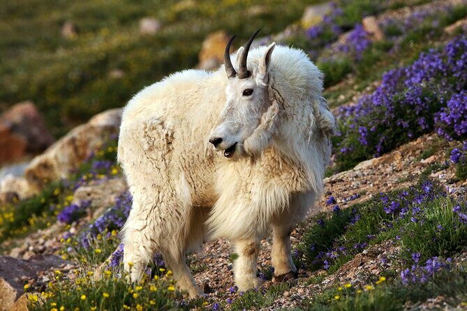 Beartooth Highway Private Half Day Tour - Who Will Love This Tour?