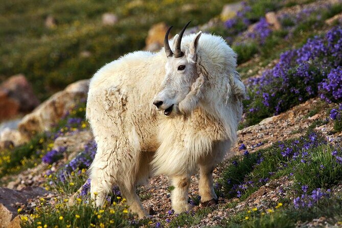Beartooth Highway Small Group Tour with Wildlife Guide - An Overview of What to Expect from the Beartooth Highway Tour