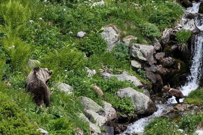 Bearwatching Hiking Day Tour in High Tatras From Poprad - Inclusions