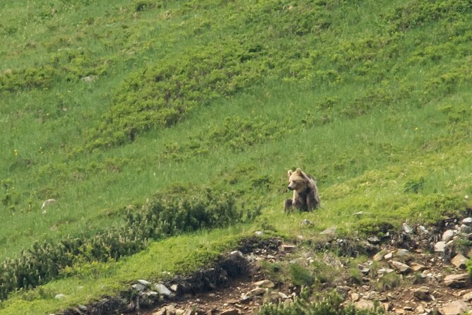 Bearwatching Hiking Day Tour in High Tatras From Poprad - Meeting and Pickup