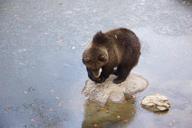 Bearwatching Hiking Day Tour in High Tatras From Poprad - Additional Information