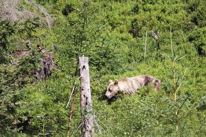 Bearwatching Hiking Day Tour in High Tatras From Poprad - Reviews