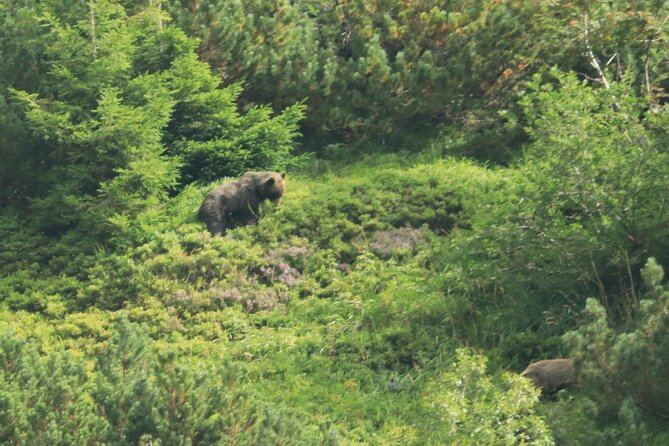 Bearwatching Hiking Day Tour in High Tatras From Poprad - Local Bear Population