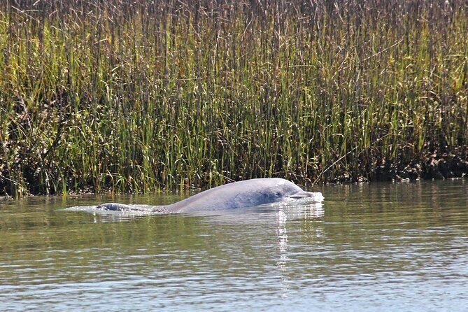 Beaufort Private Dolphin Excursions - What to Expect on the Day