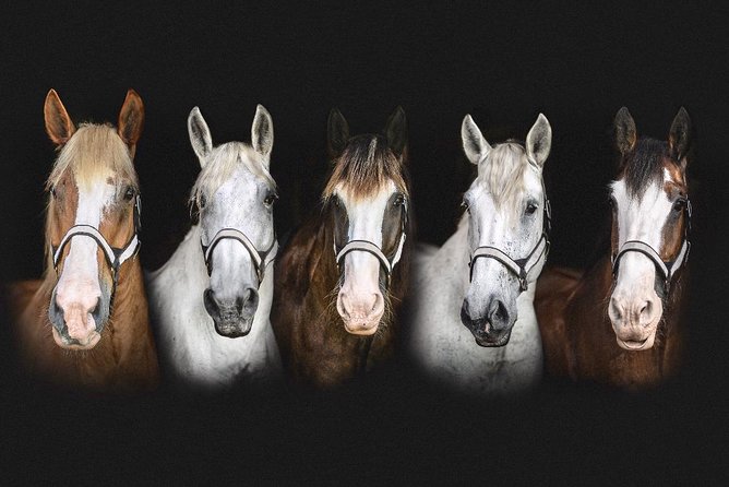 Beaufort’s #1 Horse & Carriage History Tour - Final Thoughts