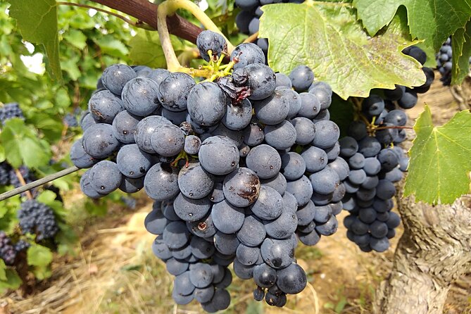 Beaujolais Half Day Wine Tasting Tour - Age Requirement and Group Size