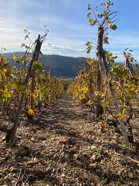 Beaujolais: Tours, wine tastings, and bistronomic restaurant - What’s Included and What’s Not