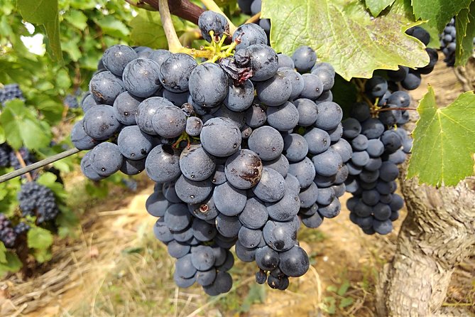 Beaujolais wine route, private tour from Lyon - The Review from Travelers