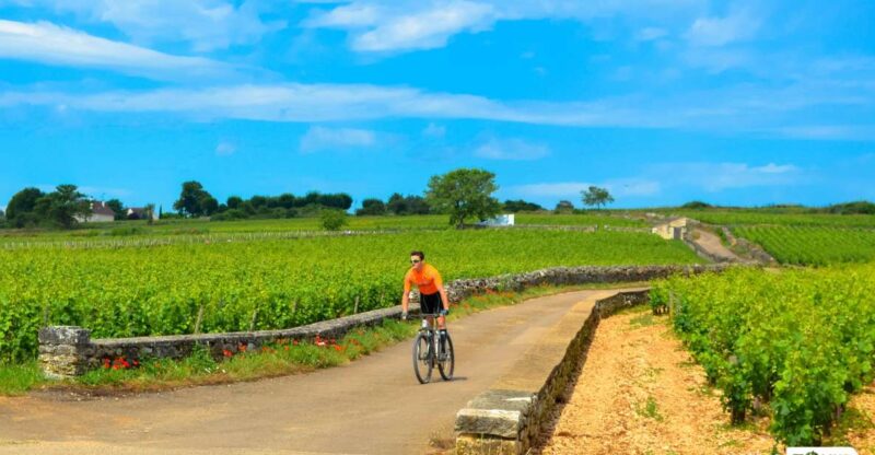 Beaune: Winery Tour by Bike with Wine Tasting - Key Points