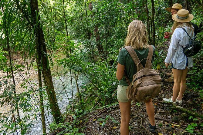 Beautiful Daintree Waterfall Walk, Magical Swim & Heavenly Lunch - The Journey Begins: From Port Douglas to the Daintree