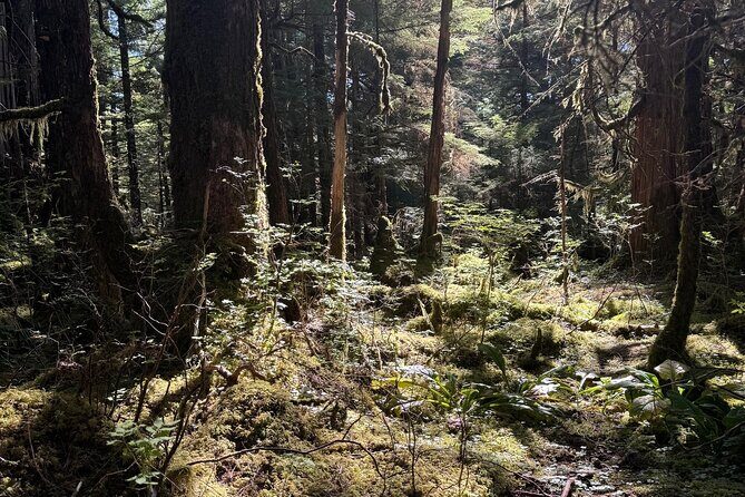 Beautiful Hike on Tongass National Forest's Lunch Creek Trail - Key Points