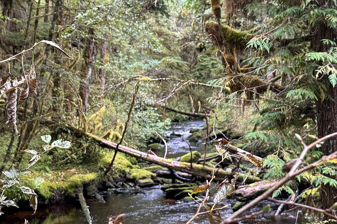 Beautiful Hike on Tongass National Forest's Lunch Creek Trail - Why This Hike Is a Great Choice