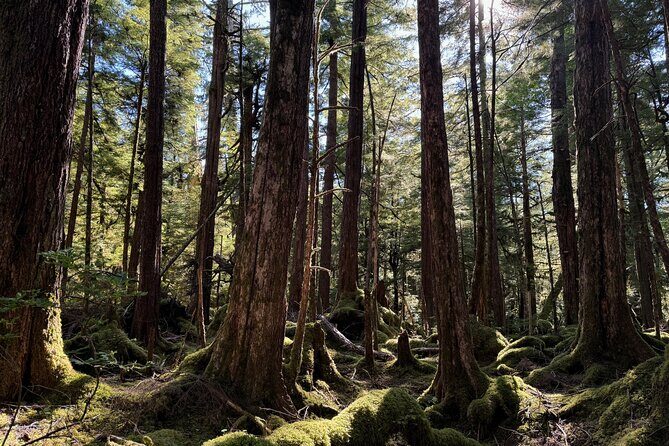 Beautiful Hike on Tongass National Forest's Lunch Creek Trail - Final Thoughts: Is It Worth It?