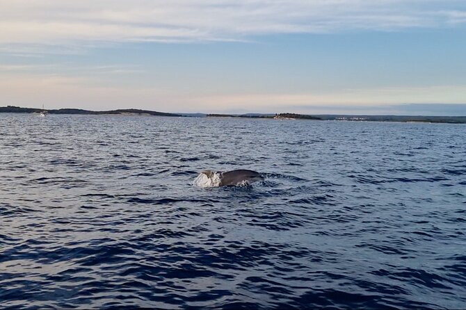 Beautiful Sunset and Dolphin Watching - Highlights of the Experience