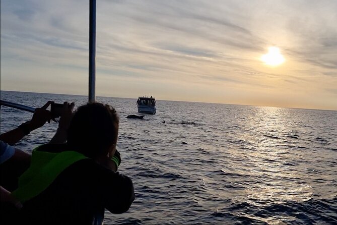 Beautiful Sunset and Dolphin Watching - Dolphin Watching Expectations