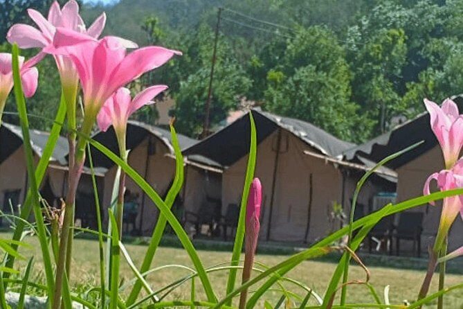 Beautiful Swiss Camping Experience in Rishikesh with Rafting - In-Depth Look at the Itinerary and Experience