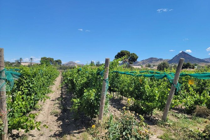 Beautiful Winery in the Alicante - Reviews and Real Traveler Insights