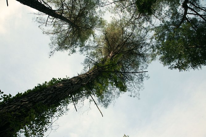 Beauty, Nature and Charm of Troodos Mountains From Paphos - Essential Information for Your Trip