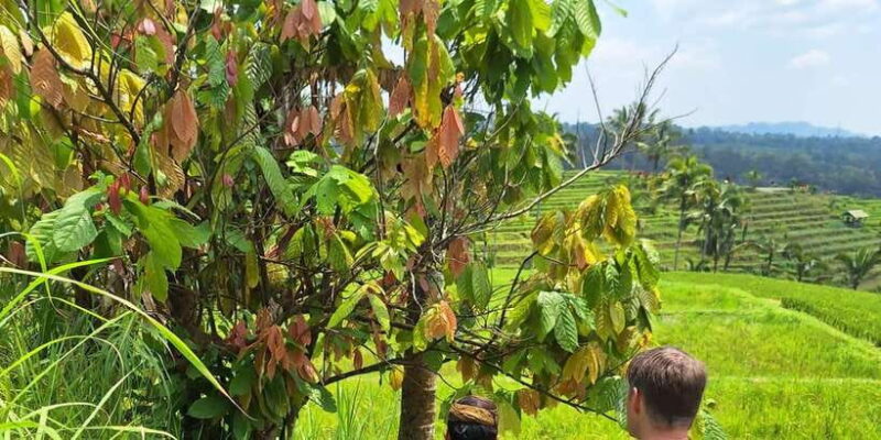 Beauty the Nature North of Bali Tour - Who Would Enjoy This Tour?