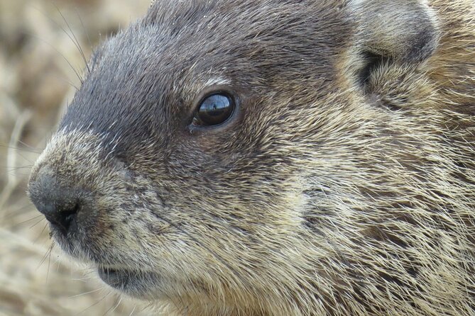 Beaver Safari on Stand up paddleboard in Hokksund - Why This Beaver Safari Is Worth Your Time