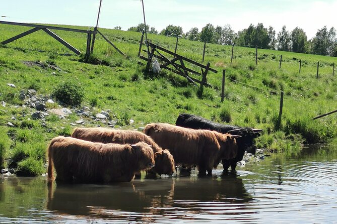 Beaver Safari on Stand up paddleboard in Hokksund - Authentic Encounters and Quiet Reflection