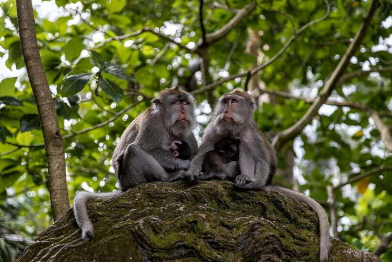 Bedugul Highlights: Lakes, Temples & Rice Terraces - Key Points