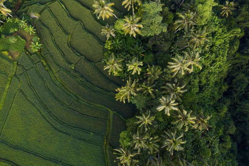 Bedugul Highlights: Lakes, Temples & Rice Terraces - Who Is This Tour Best For?