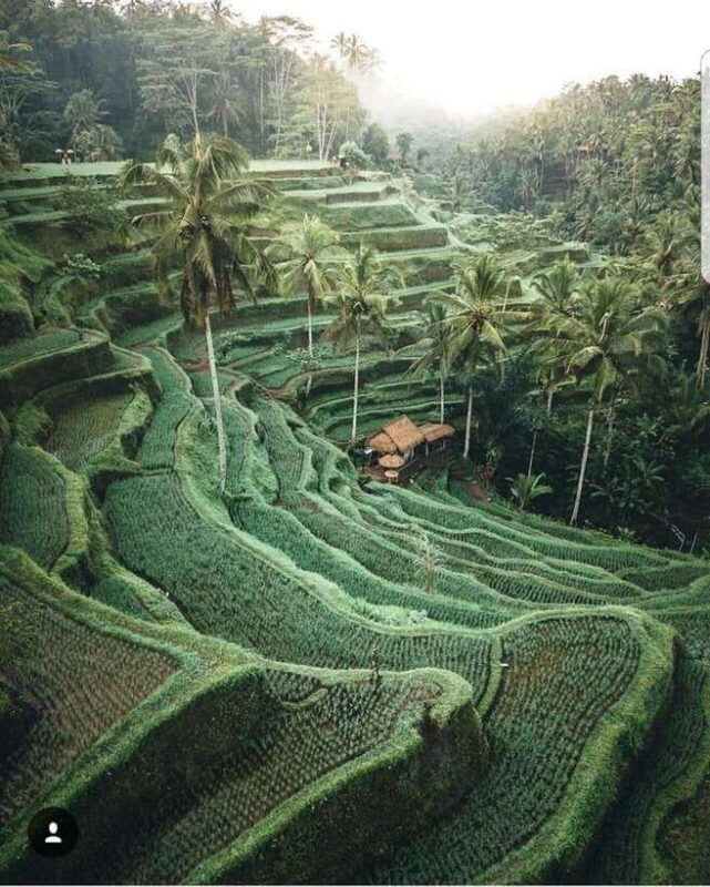 Bedugul Highlights: Lakes, Temples & Rice Terraces - The Sum Up