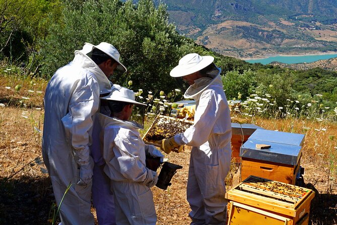 Bee Excursions in the Sierra de Cadiz - Bee Excursions in the Sierra de Cadiz: A Close-Up Look at Spain’s Endemic Iberian Bees