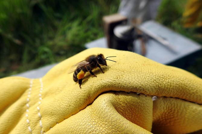 Bee Excursions in the Sierra de Cadiz - The Experience’s Strengths and Possible Drawbacks