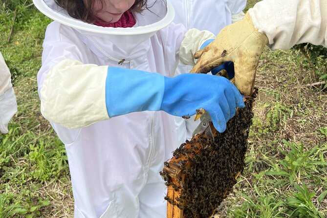 Bee Inspired: A Journey in São Miguel and a Visit to an Apiary - Exploring São Miguel with the "Bee Inspired" Tour