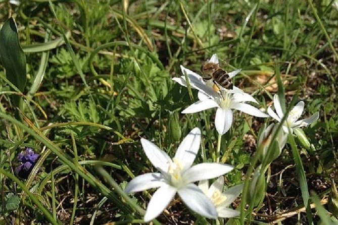 Beekeeper for a Day close to Nafplio - Practical Details: What to Expect