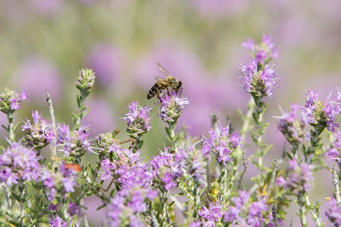 Beekeeping and Honey Stories in Itea - Whats Included and Whats Not