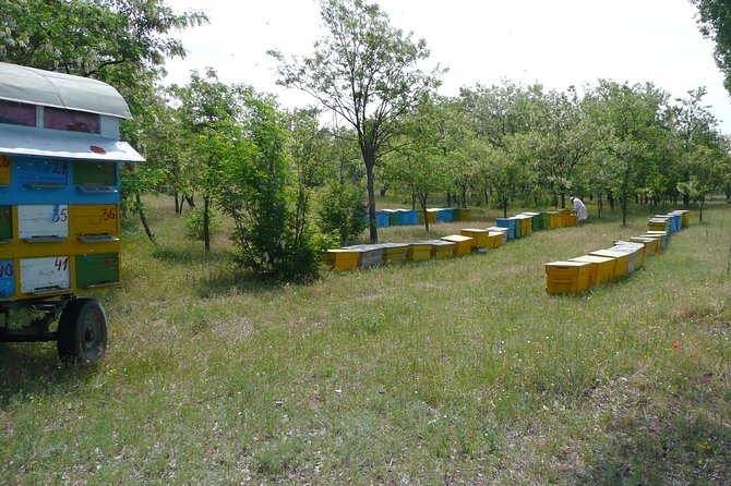 Bees Adventure in Romania - Private Day Trip from Bucharest - Final Thoughts