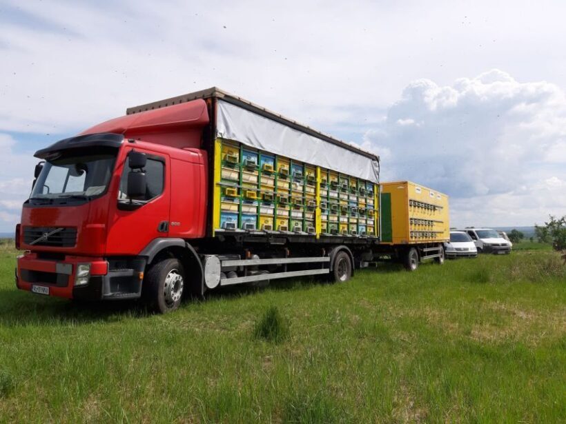 Bees in Romania - Private Beekeeping Lesson and Local Lunch - Who Would Benefit Most?
