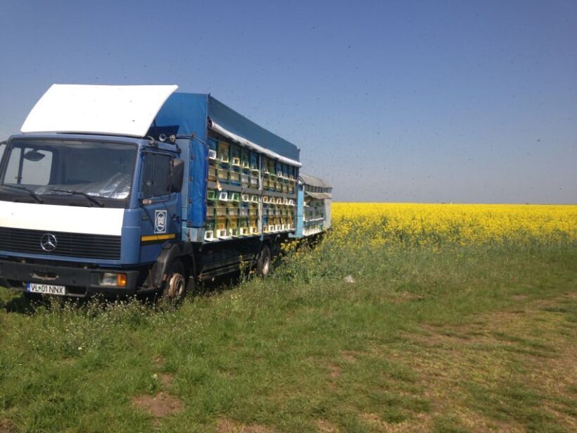 Bees in Romania - Private Beekeeping Lesson and Local Lunch - Final Thoughts