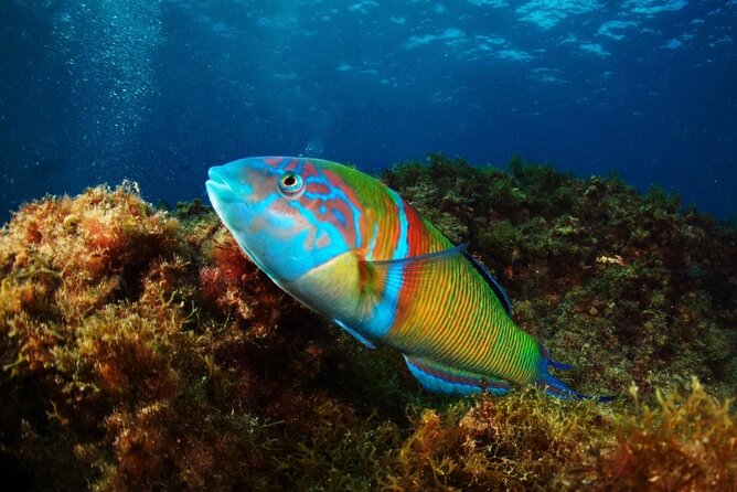 Beginner Dive From Playa Chica With Instructor - Meeting and Pickup