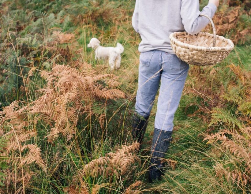 Beginner Foraging Walk: Wild food walking tour & tasters - The Experience in Detail: What You Can Expect