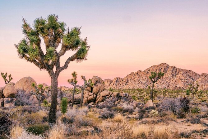 Beginner Group Rock Climbing in Joshua Tree National Park - Key Points