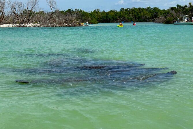 Beginner One Hour Guided Kayaking and SUP Activity - Key Points