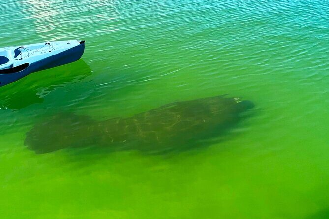 Beginner One Hour Guided Kayaking and SUP Activity - Why This Tour Might Be Right for You