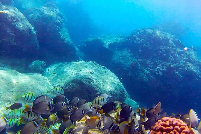 Beginner Scuba Diving Adventure with Videos in Honolulu - An Introduction to Honolulu’s Underwater World