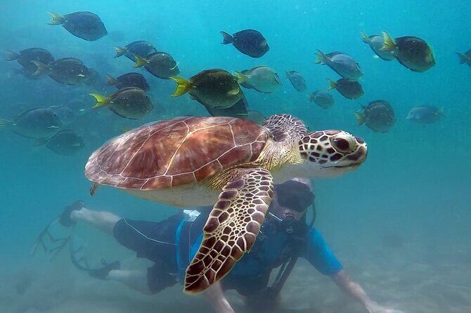 Beginner Scuba Diving with Turtles and Videos, San Juan - Key Points