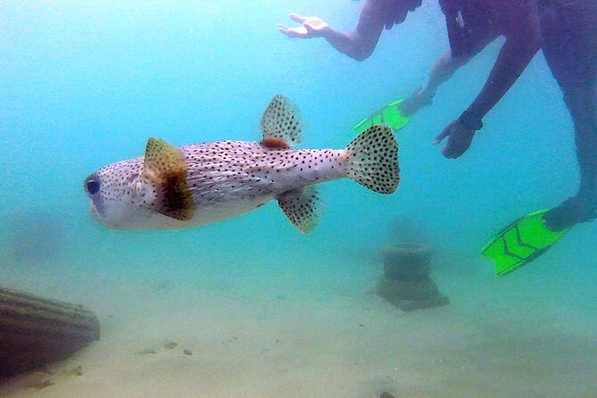 Beginner Scuba Diving with Turtles and Videos, San Juan - An In-Depth Look at the San Juan Beginner Scuba Experience